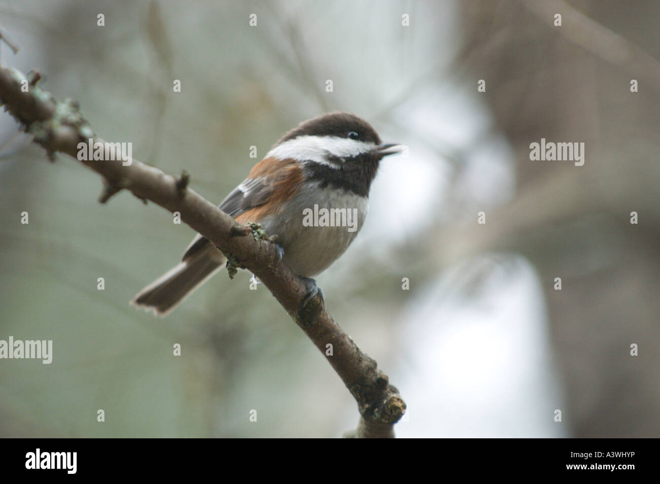 Black-capped Chickadee (Parus atricapillus) on branch Stock Photo - Alamy