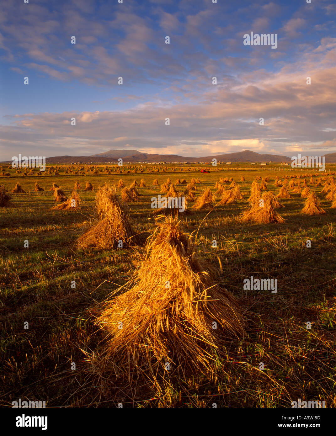 Barley stooks hi-res stock photography and images - Alamy