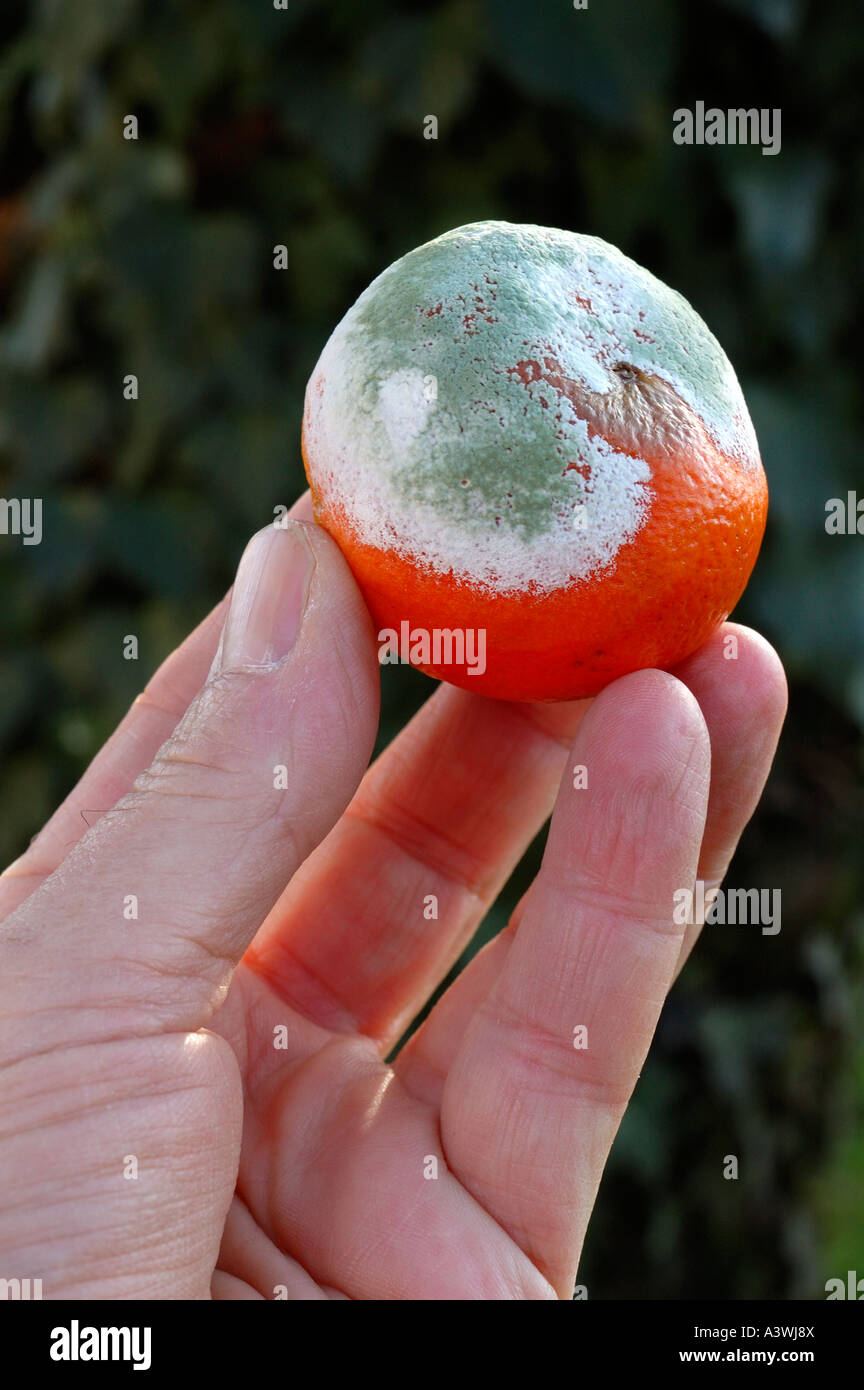 Mouldy orange fruit hi-res stock photography and images - Alamy