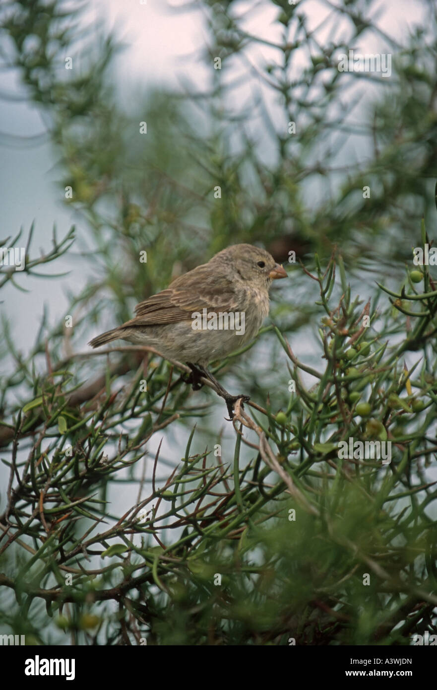 The Small-Tree Finch (Camarhynchus parvulus) is one of the 13 species ...