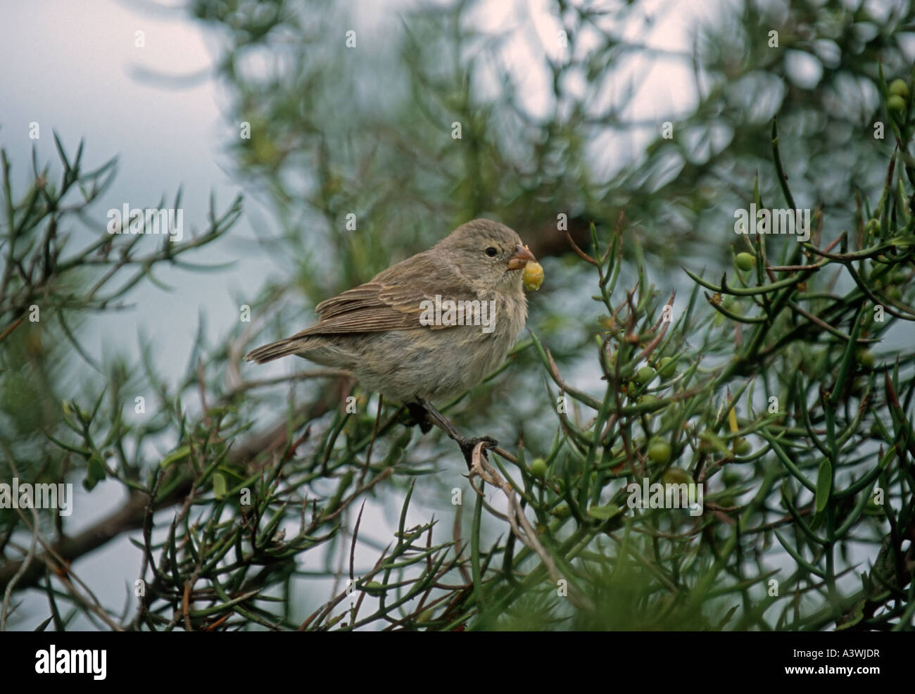 The Small-Tree Finch (Camarhynchus parvulus) is one of the 13 species ...