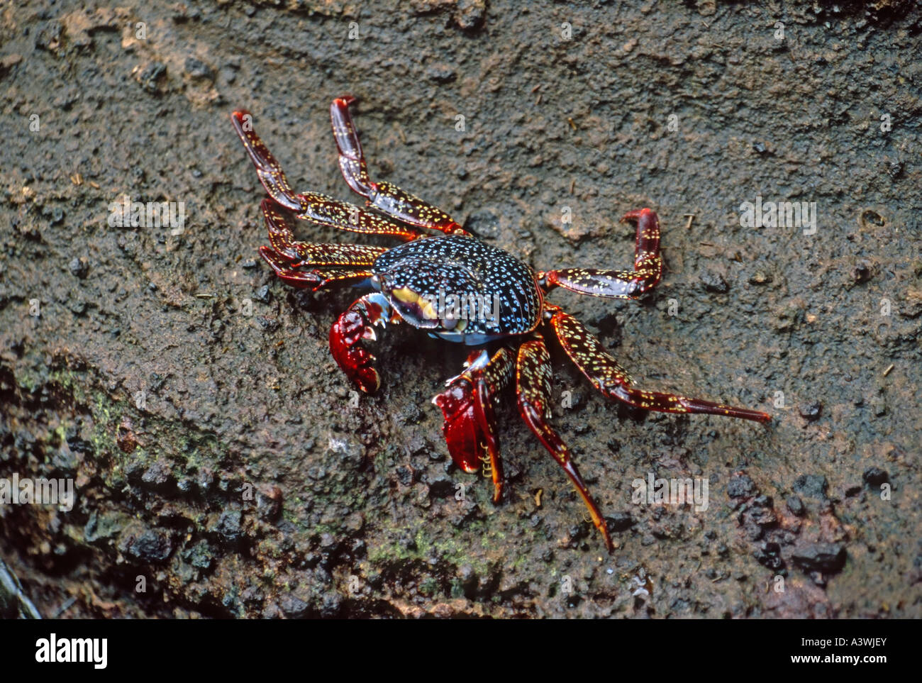 Grapsus gapsus hi-res stock photography and images - Alamy