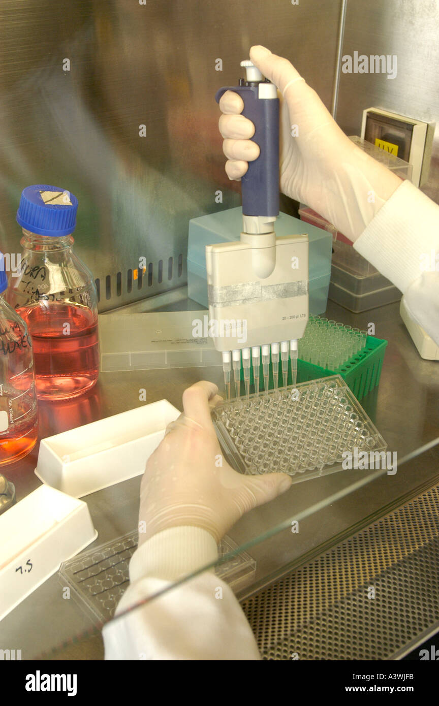 Working in a sterile hood on cells and methods to beat cancer in a lab ...