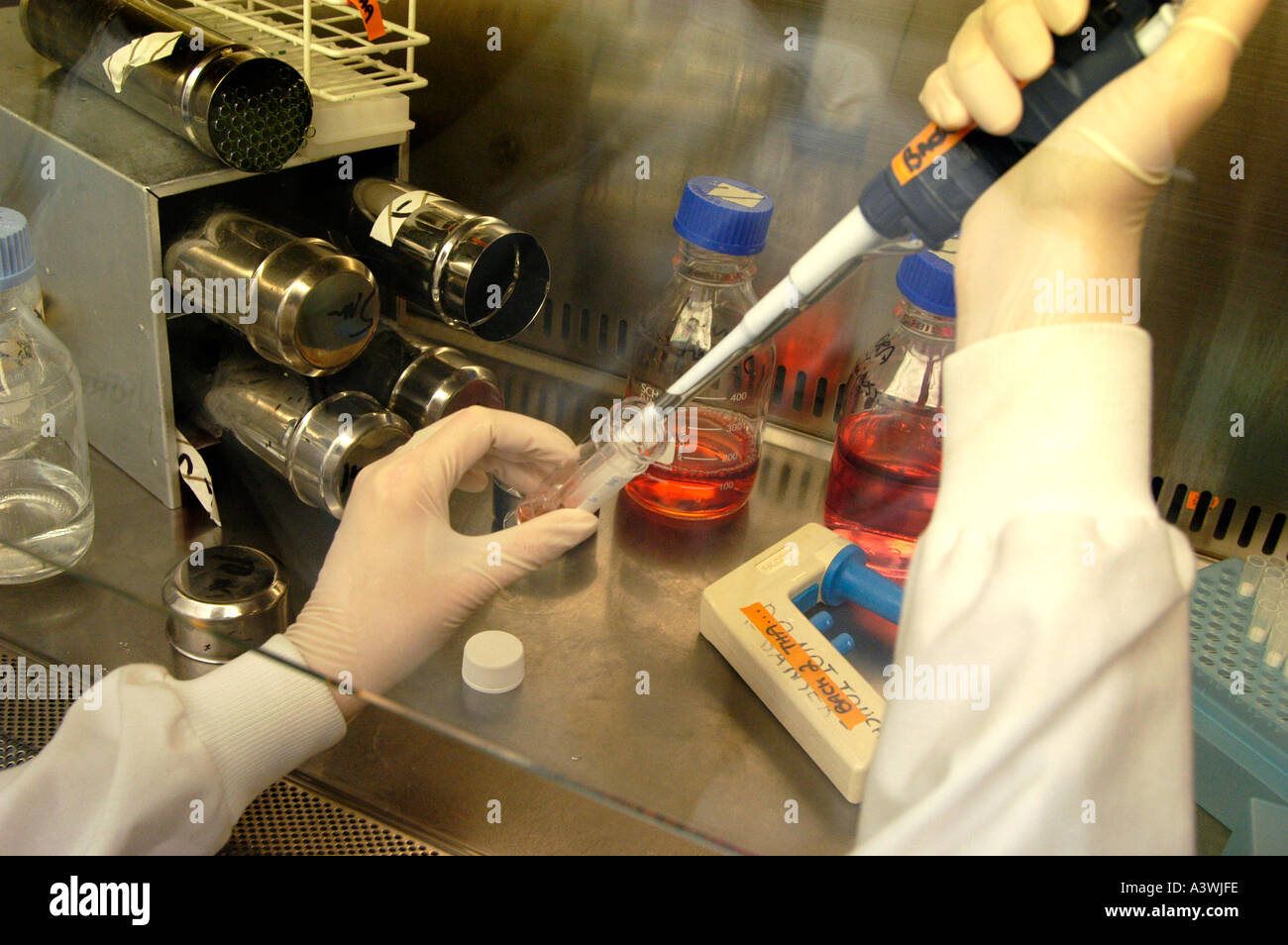 Working in a sterile hood on cells and methods to beat cancer in a lab ...