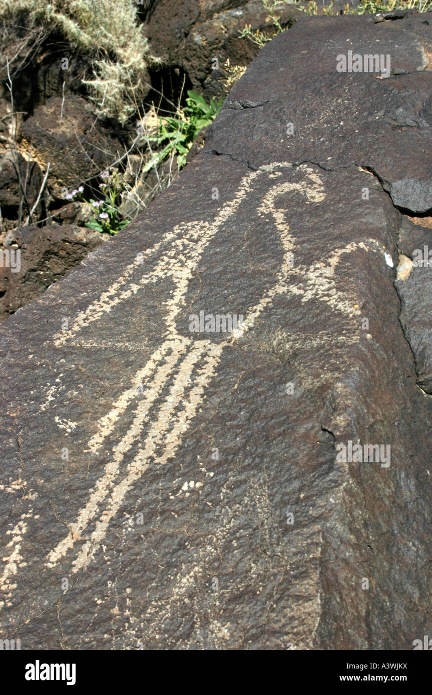 parrot carved into rock, ancient native american art, Petroglyph ...