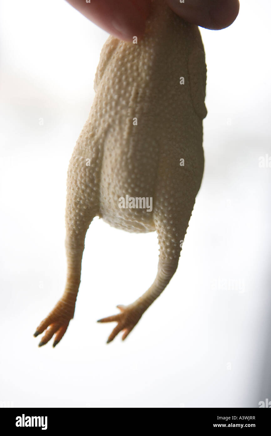 close up of hand holding rubber chicken toy Stock Photo - Alamy