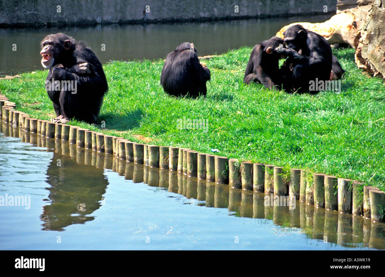 Chimpanzee s in captivity Stock Photo - Alamy