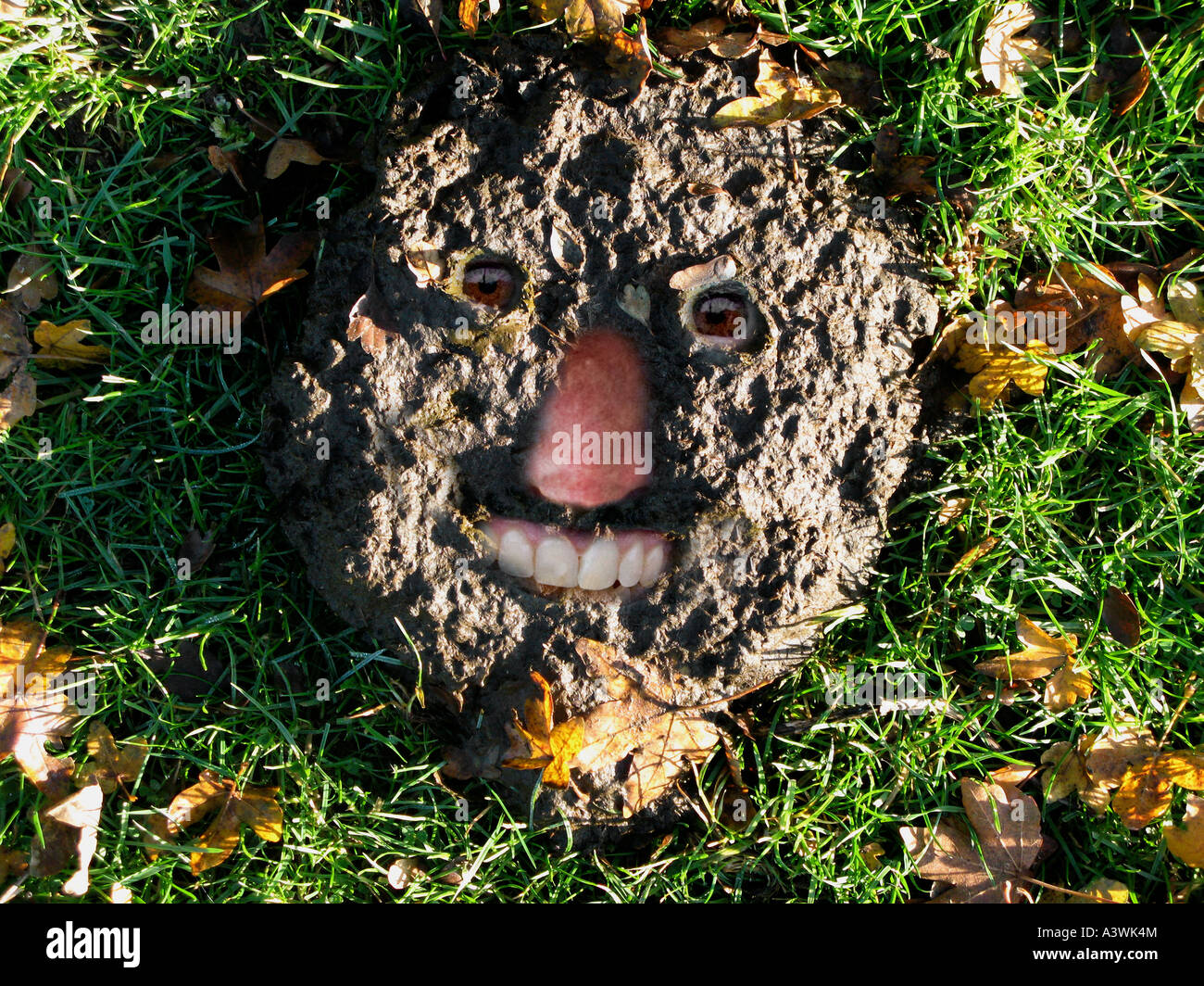 Cow pat with built in face Stock Photo - Alamy