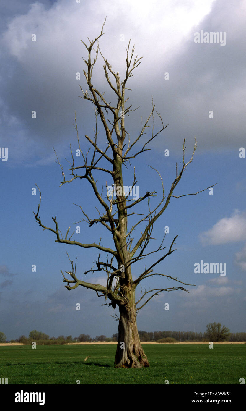 Standing skeleton of a dead tree Stock Photo - Alamy