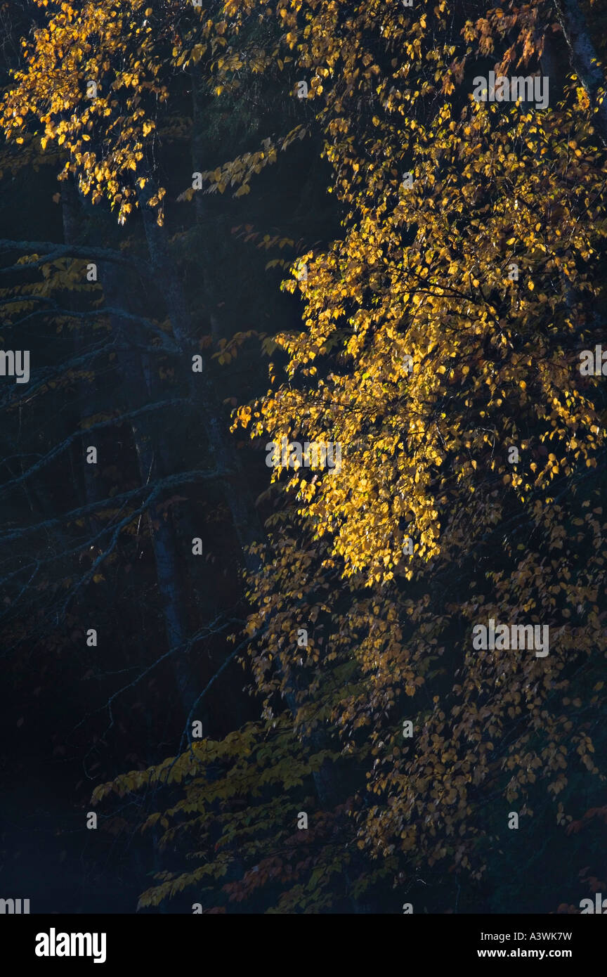 Fall color in Tahquamenon Falls State Park near Newberry Michigan Stock ...