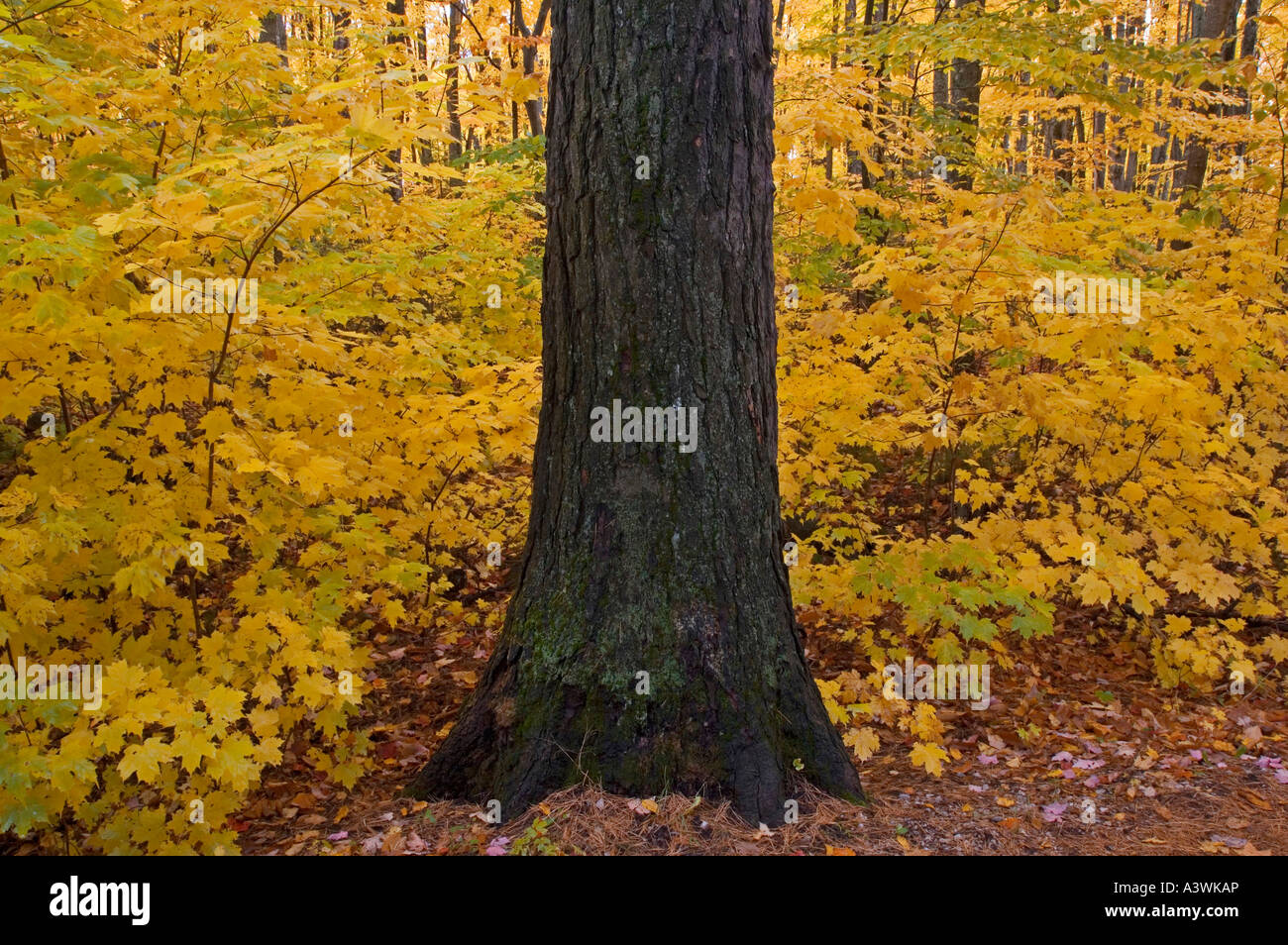 Large trees and fall color in Tahquamenon Falls State Park near ...
