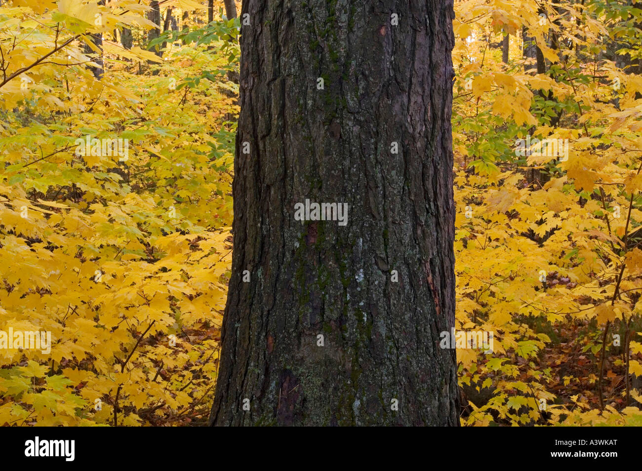 Large trees and fall color in Tahquamenon Falls State Park near ...