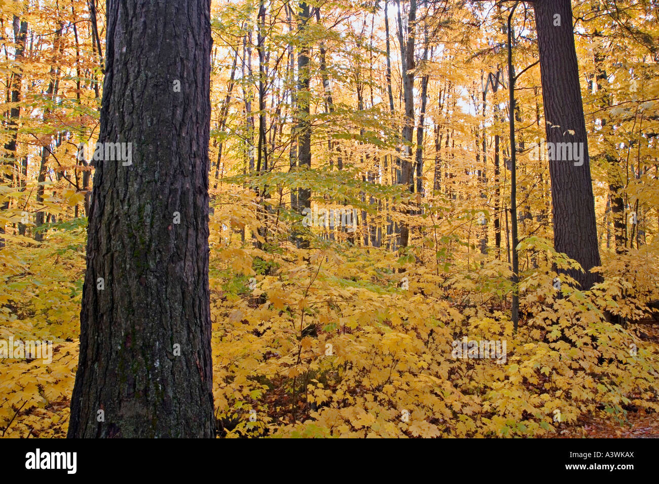 Large trees and fall color in Tahquamenon Falls State Park near ...