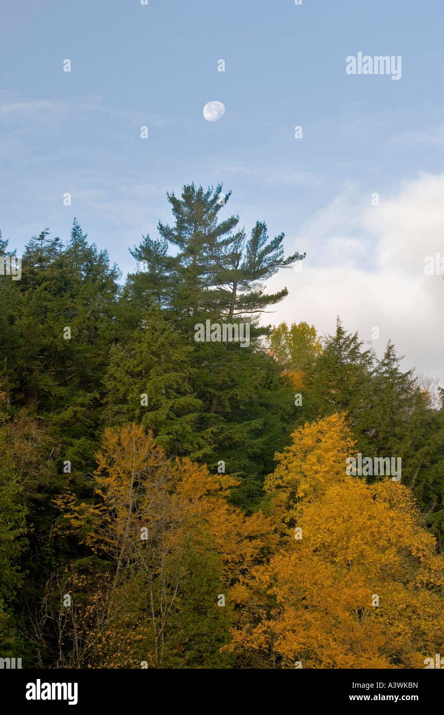 Moonrise, fall color, Tahquamenon Falls State Park, Newberry, Michigan ...