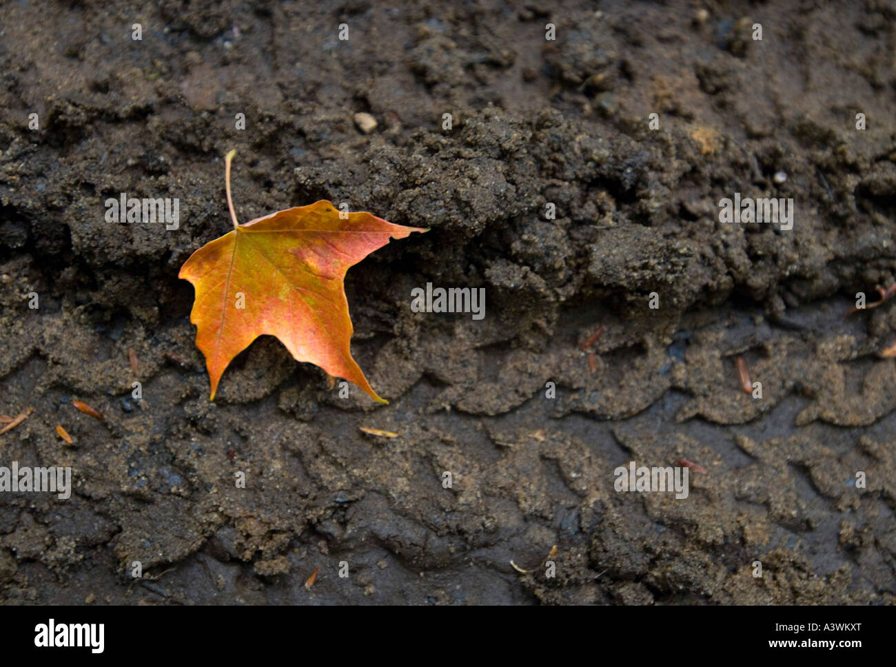 A maple leaf in fall color lies among bike tracks on a trail on Grand ...