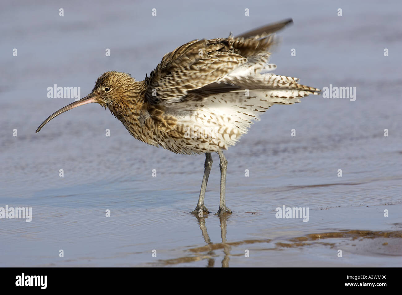 Eurasian Curlew ,Numenius arquata Stock Photo - Alamy