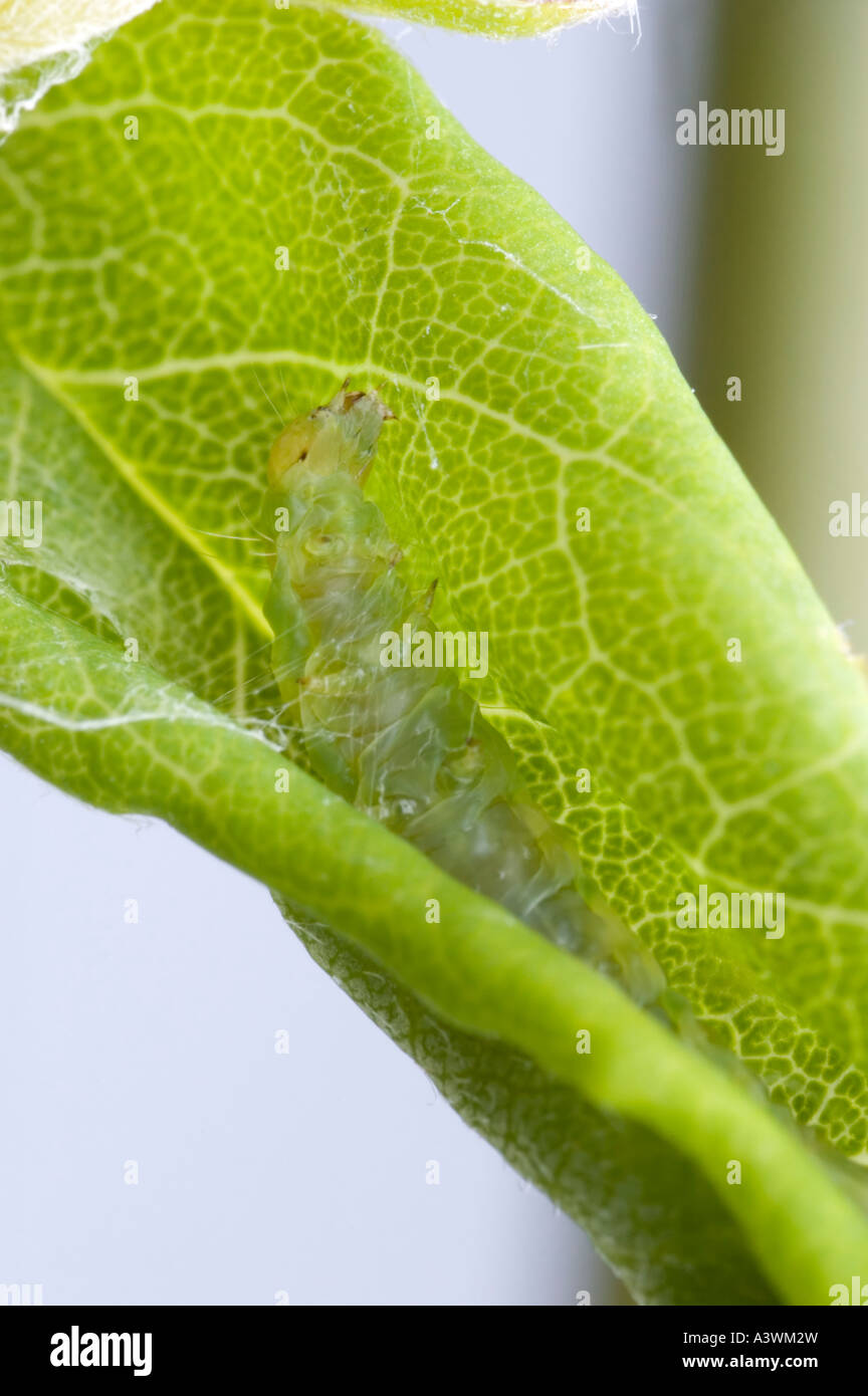Light brown apple moth hi-res stock photography and images - Alamy