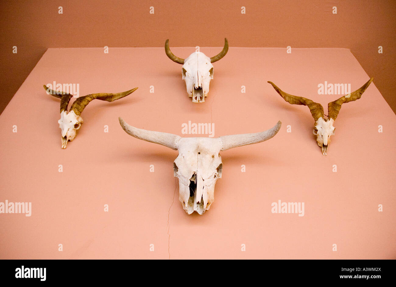 Cow skull decoration in Scottsdale Arizona Stock Photo - Alamy
