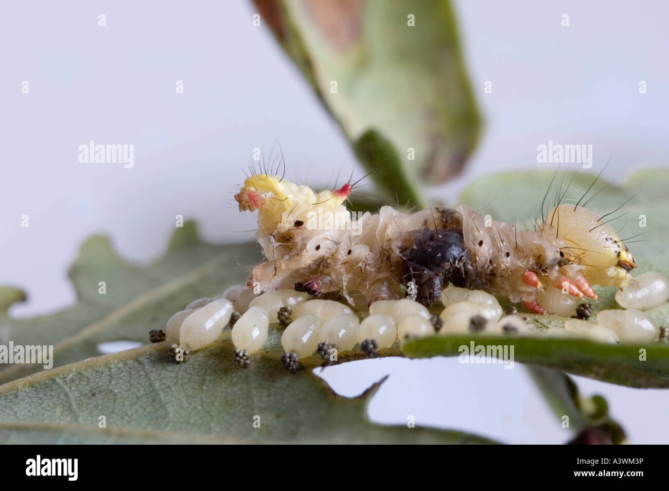 Caterpillar bag surrounded by ichneumon wasp larvae Stock Photo - Alamy