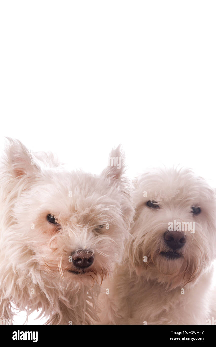 2 Westies isolated on a white background one much smaller than the ...