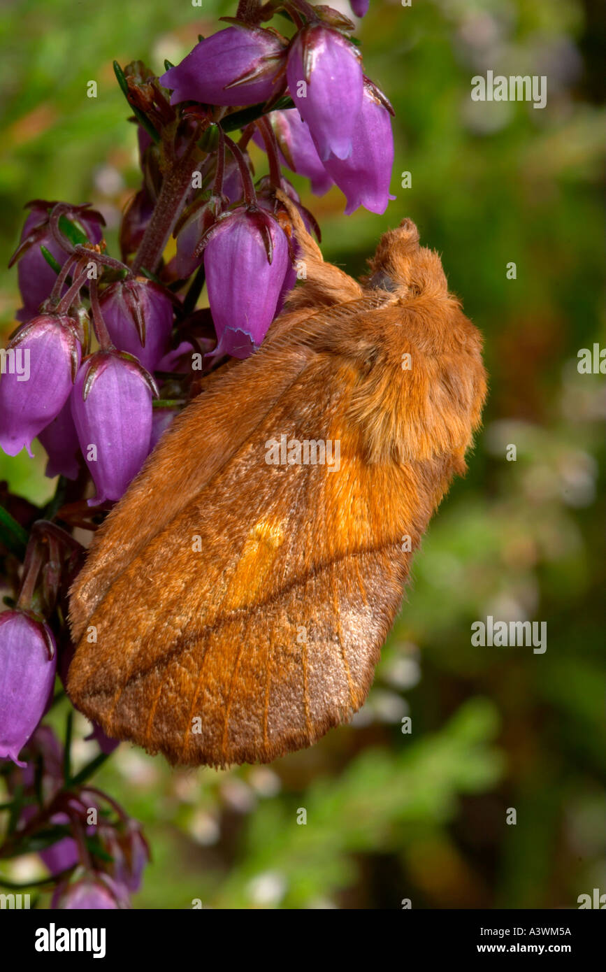 Bell moth hi-res stock photography and images - Alamy