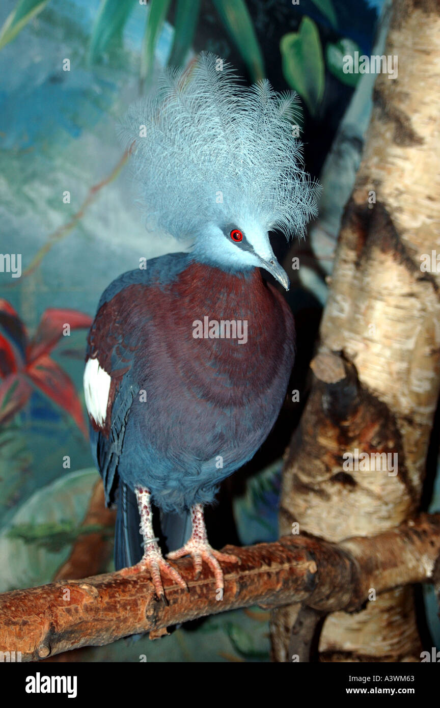 Southern Crowned Pigeon Goura scheepmakeri New Guinea Stock Photo - Alamy