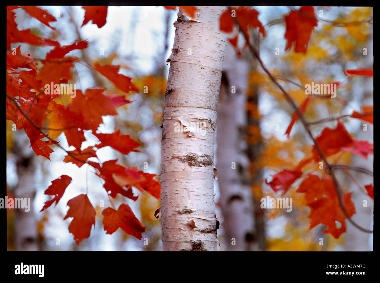 MAPLE LEAVES IN FALL COLOR IN THE WHITE BIRCH FOREST OF THE PICTURED ...