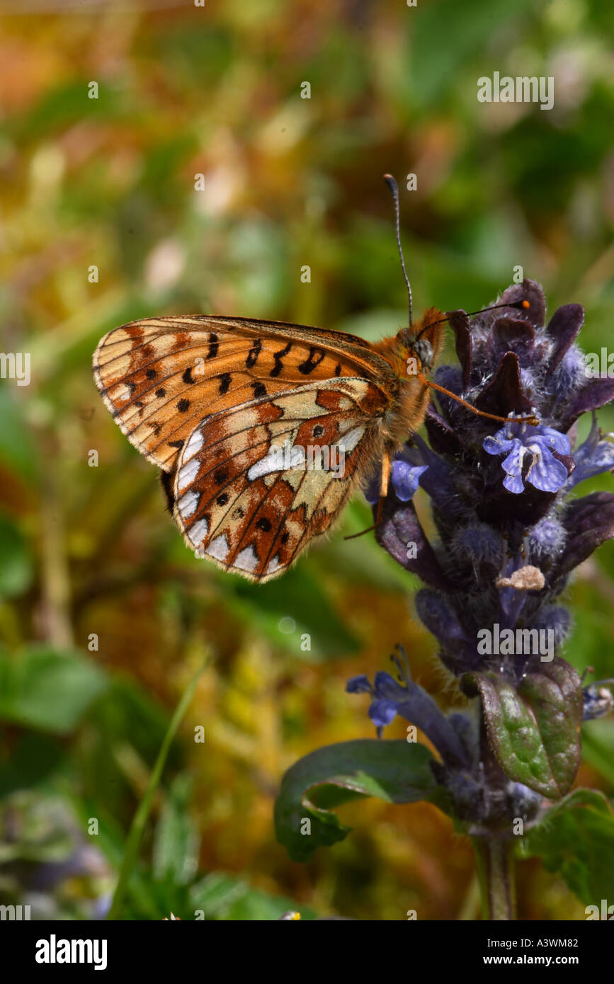 Pearl bordered Fritillary Butterfly Stock Photo - Alamy