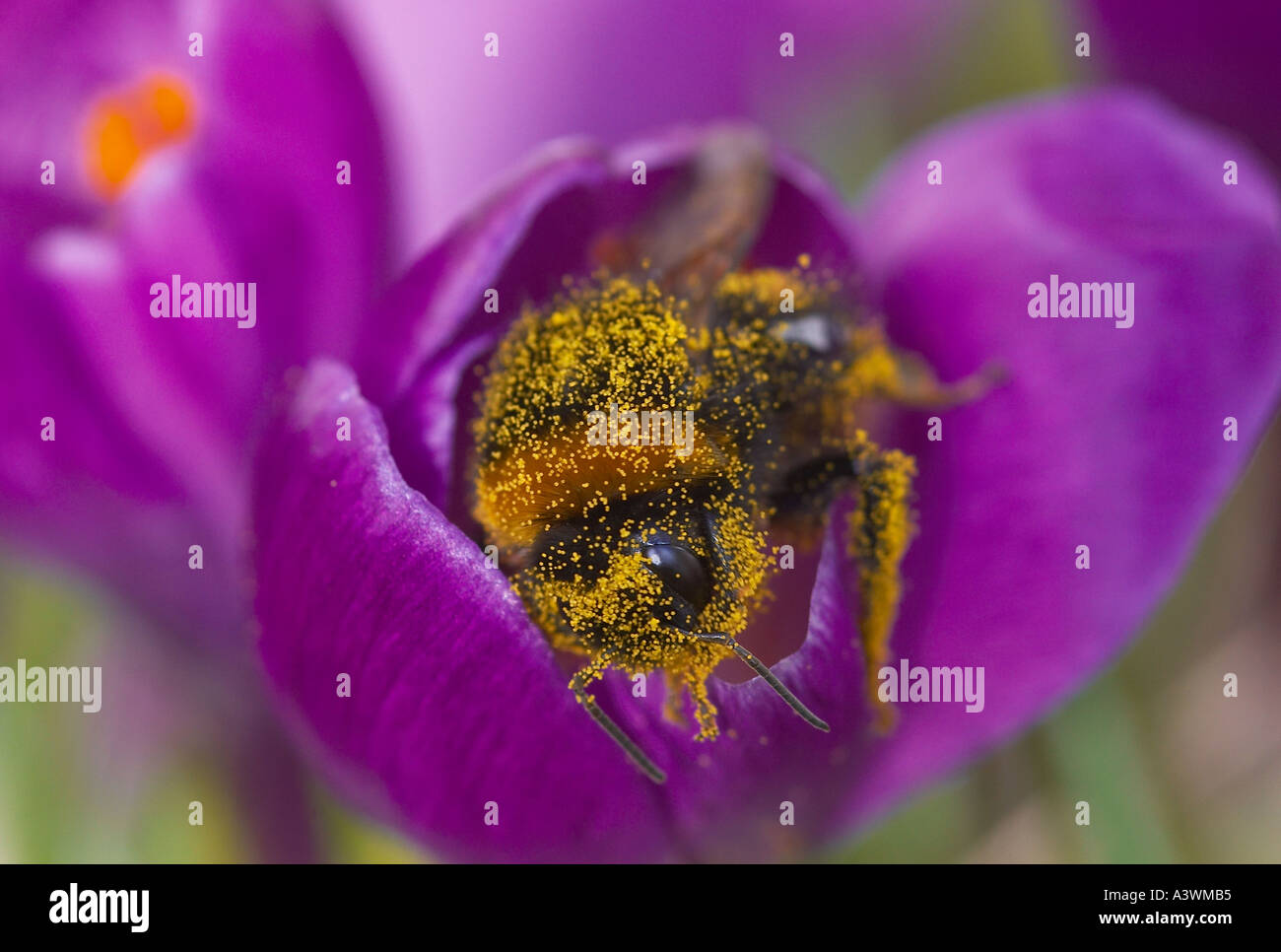 Queen Bumble bee Bombus terrestris emerges from a crocus flower covered ...