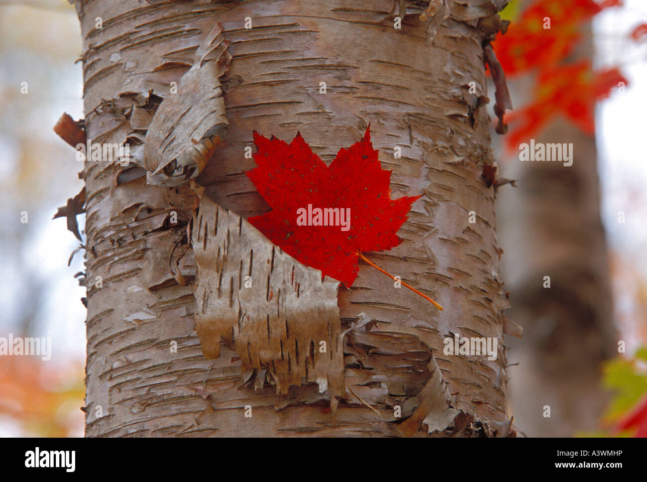 Upper peninsula maple birch hi-res stock photography and images - Alamy