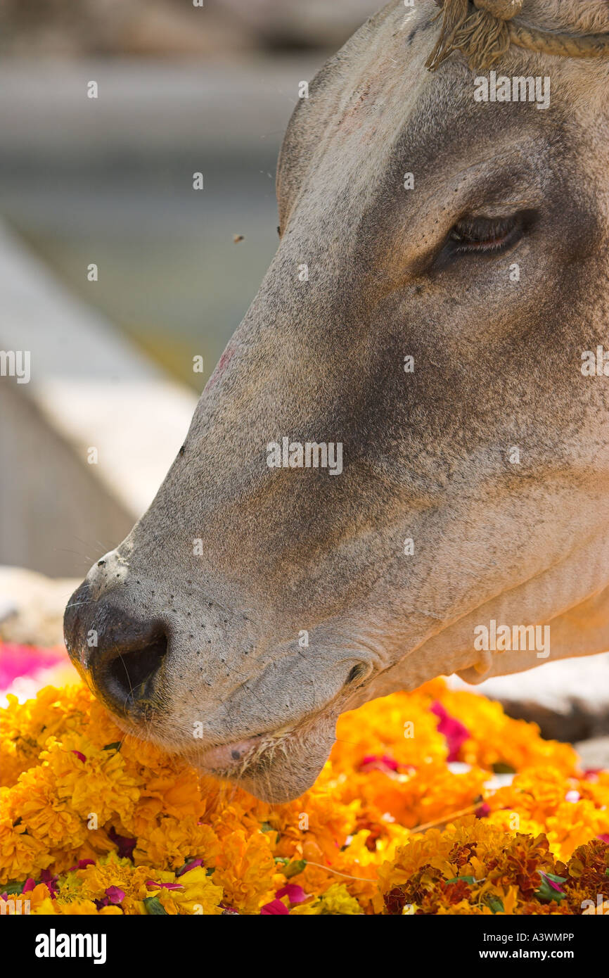 Indian cow eating flowers hi-res stock photography and images - Alamy