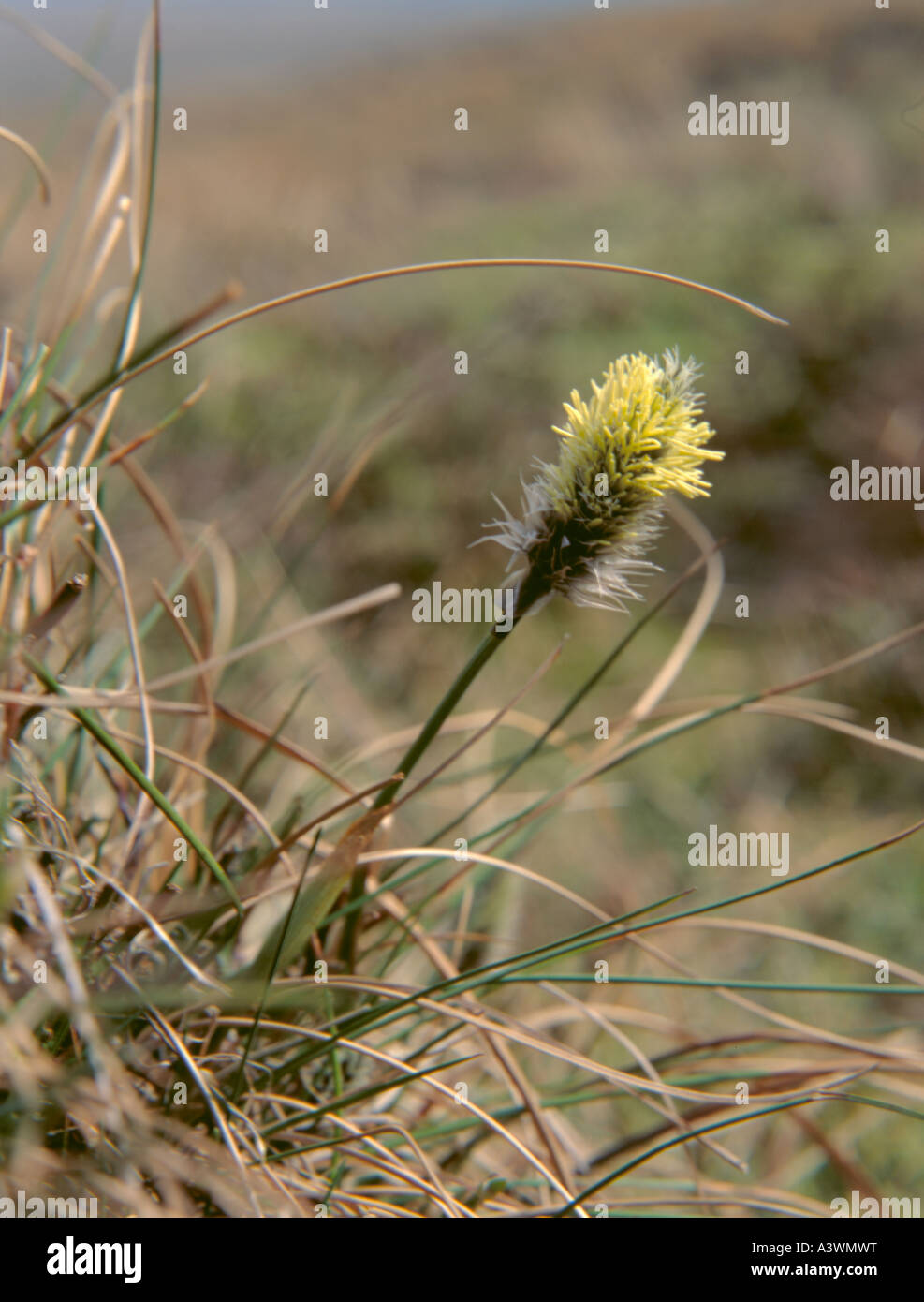 Hare's-Tail cotton sedge (Eriophorum spissum); Knoydart peninsula ...