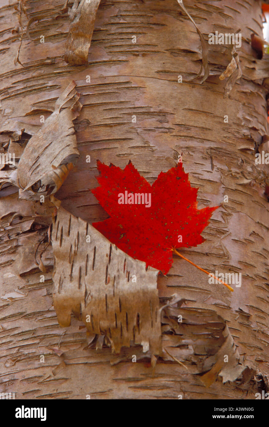 Red maple leaf in fold of bark on white birch tree, Pictured Rocks ...
