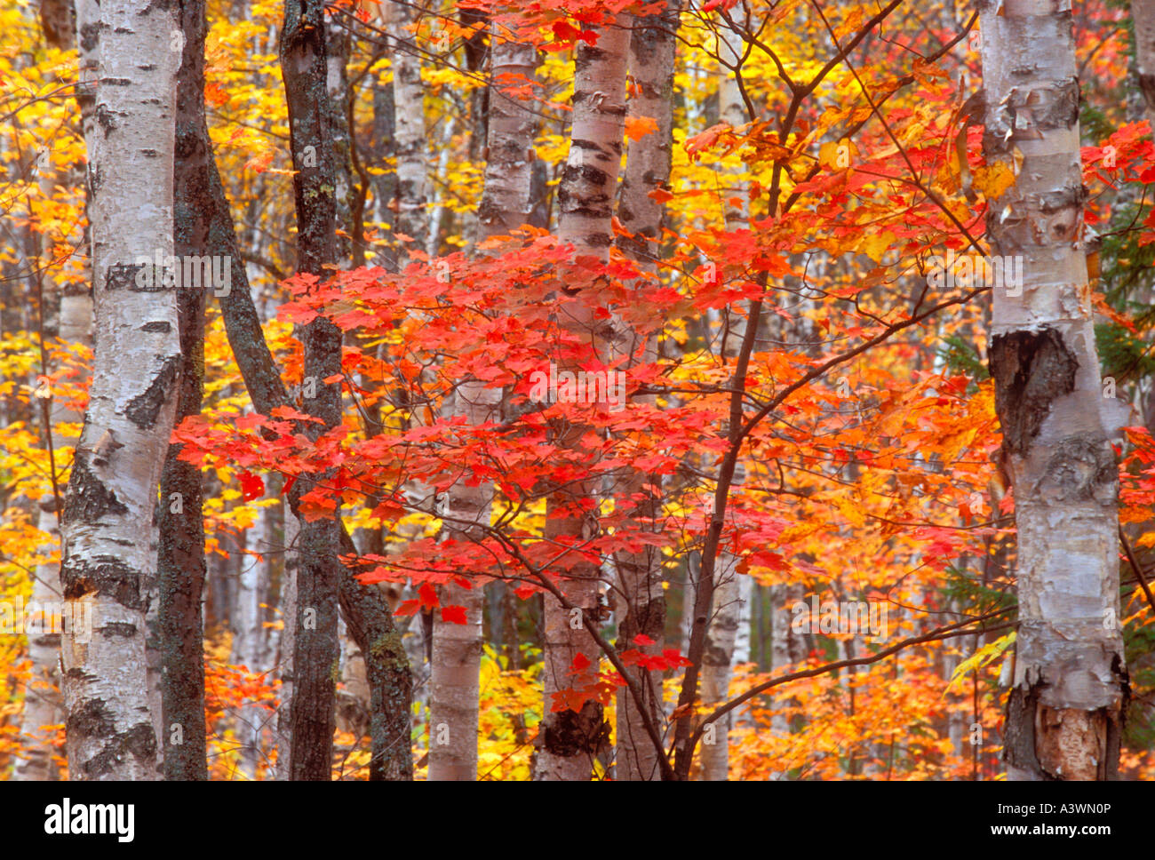 White birches and maples in fall color in the White Birch Forest of ...