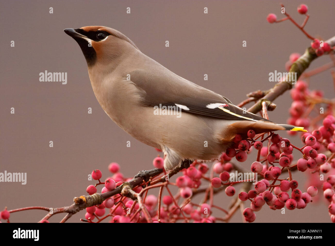 Waxwing invasion hi-res stock photography and images - Alamy