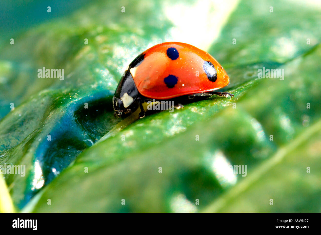 A Seven spot ladybird Coccinella punctatum on an Acanthus leaf in a ...
