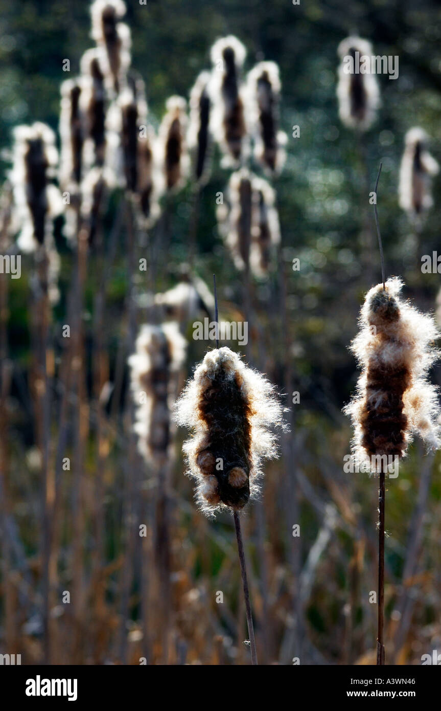 Reedmace hi-res stock photography and images - Alamy