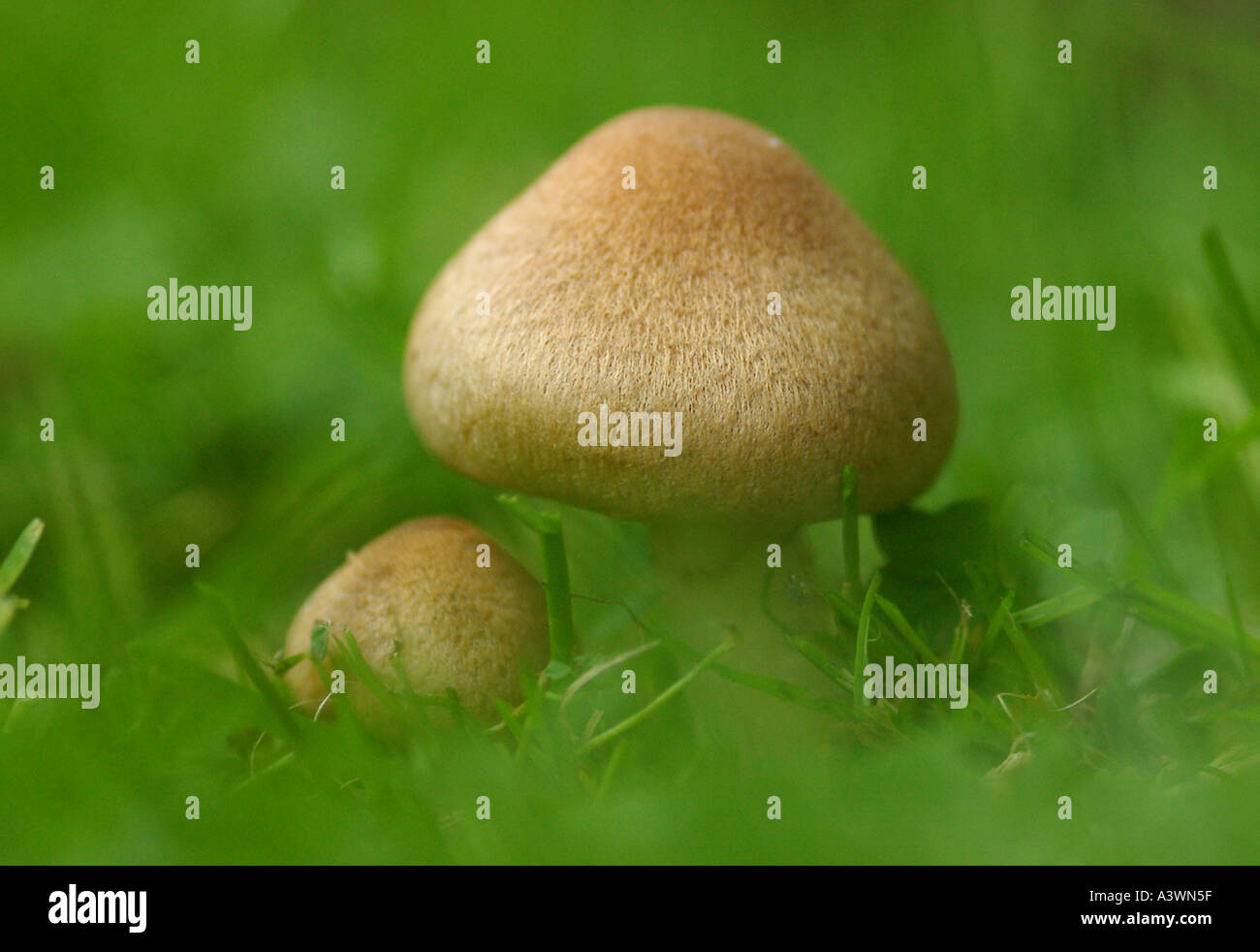 Toadstools garden hi-res stock photography and images - Alamy