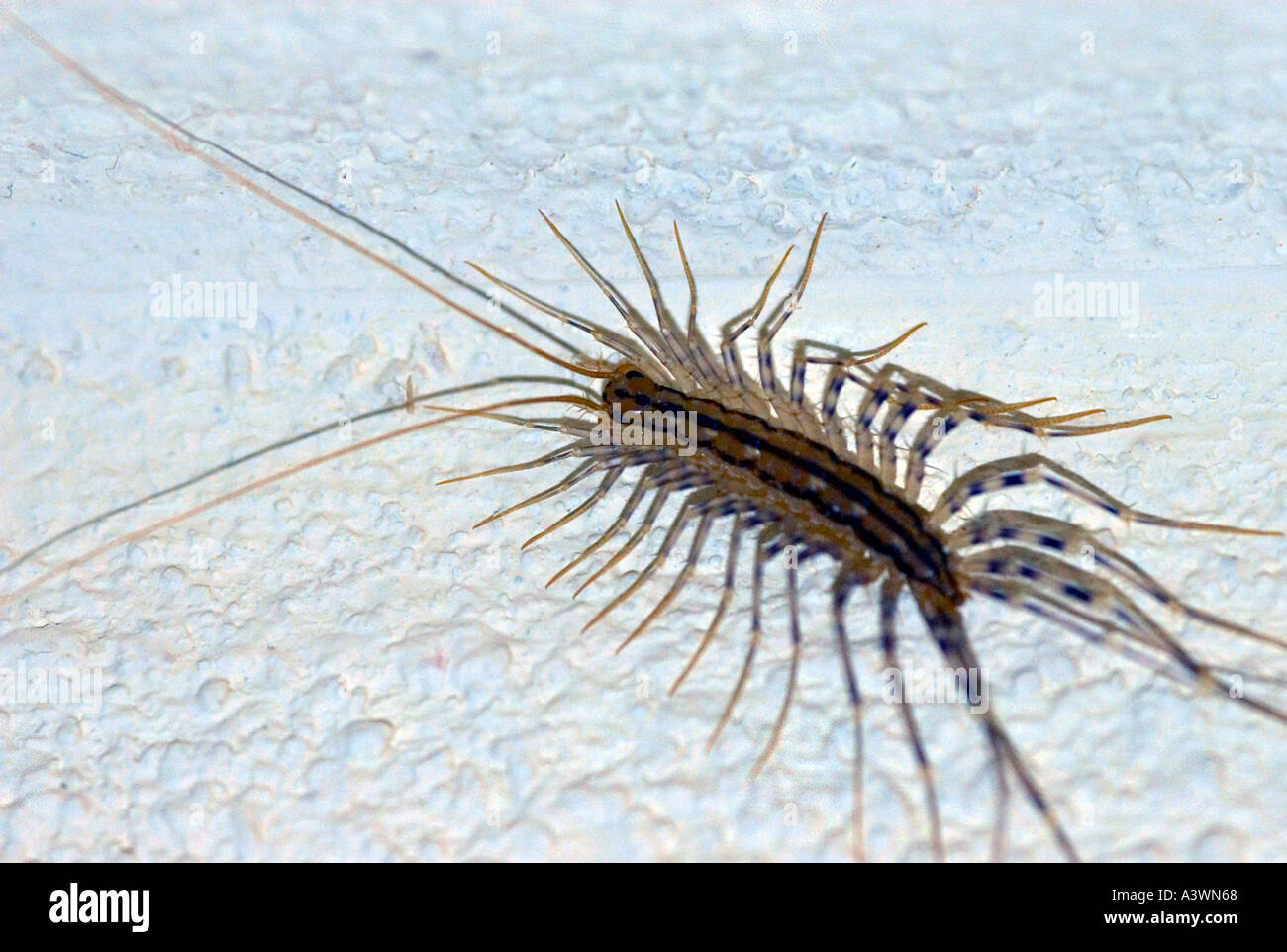 A house centipede Chilopoda scutigera in Corfu Greece Stock Photo - Alamy