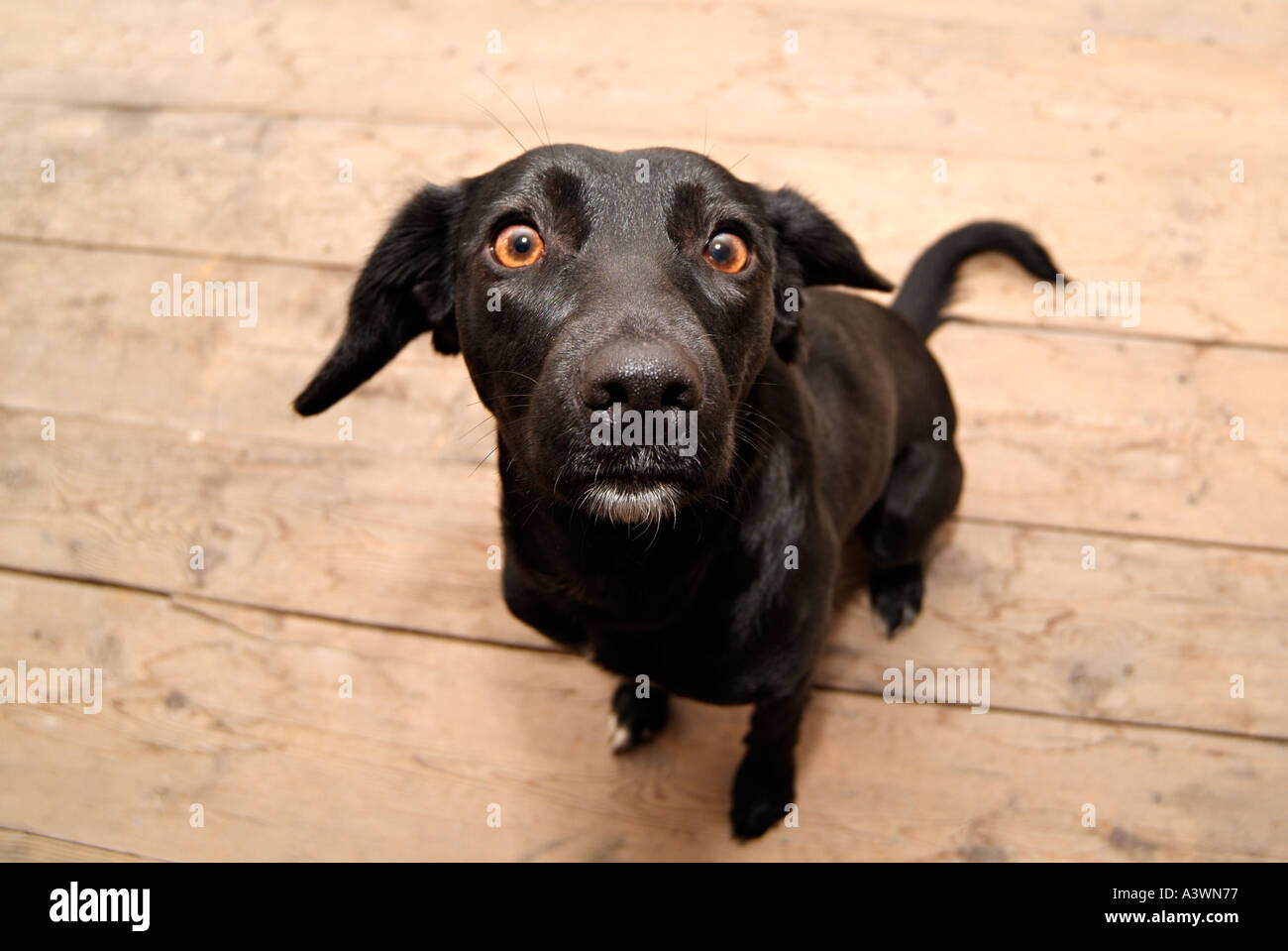 Black labrador sat down looking hi-res stock photography and images - Alamy