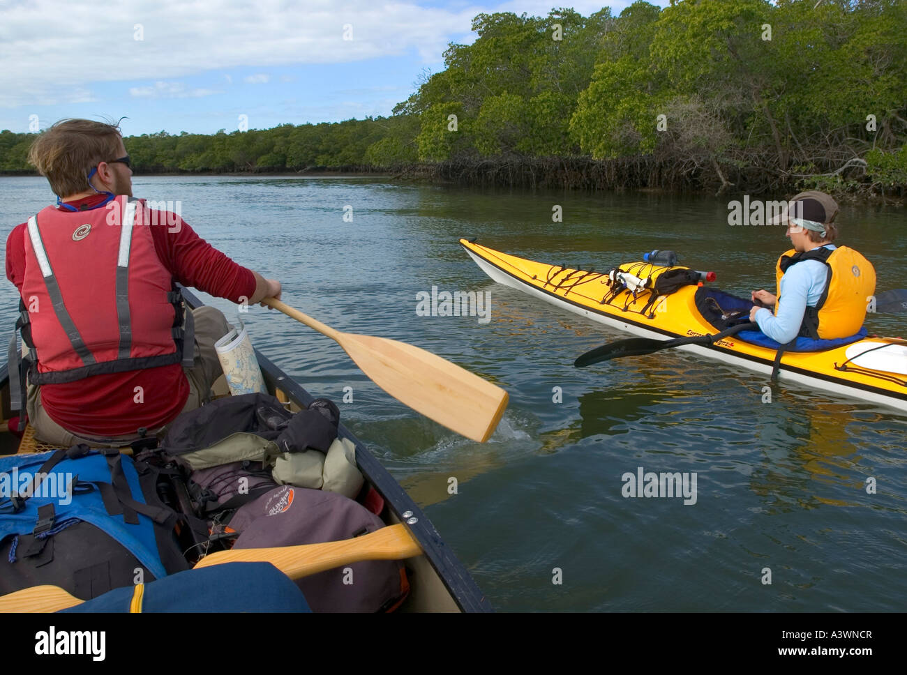 Canoeists and a sea kayaker paddle a mangrove lined waterway in the ...