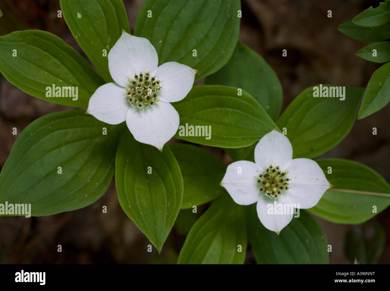 Bunchberries Cornus canadensis flowers at Chapel Beach in Pictured ...