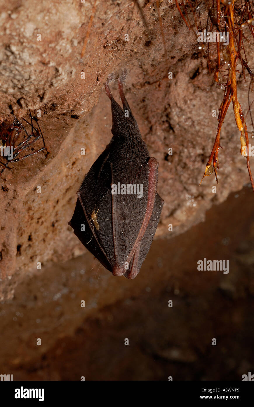 Wing membrane hi-res stock photography and images - Alamy