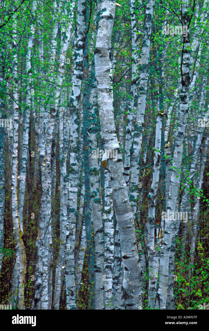 A stand of birches in spring in Pictured Rocks National Lakeshore near ...