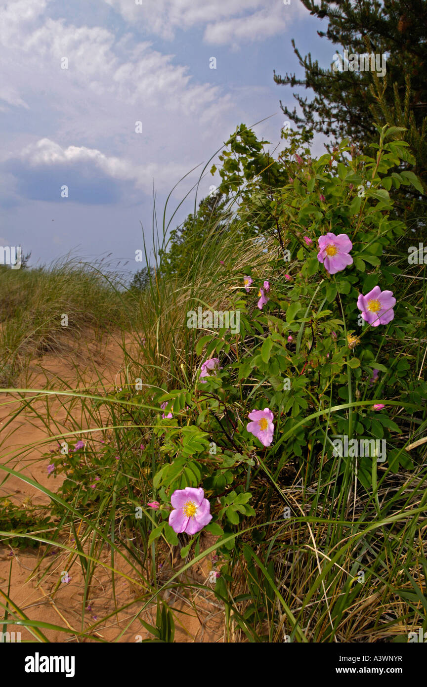 Wild roses at Grand Sable Dunes on Lake Superior in Pictured Rocks ...