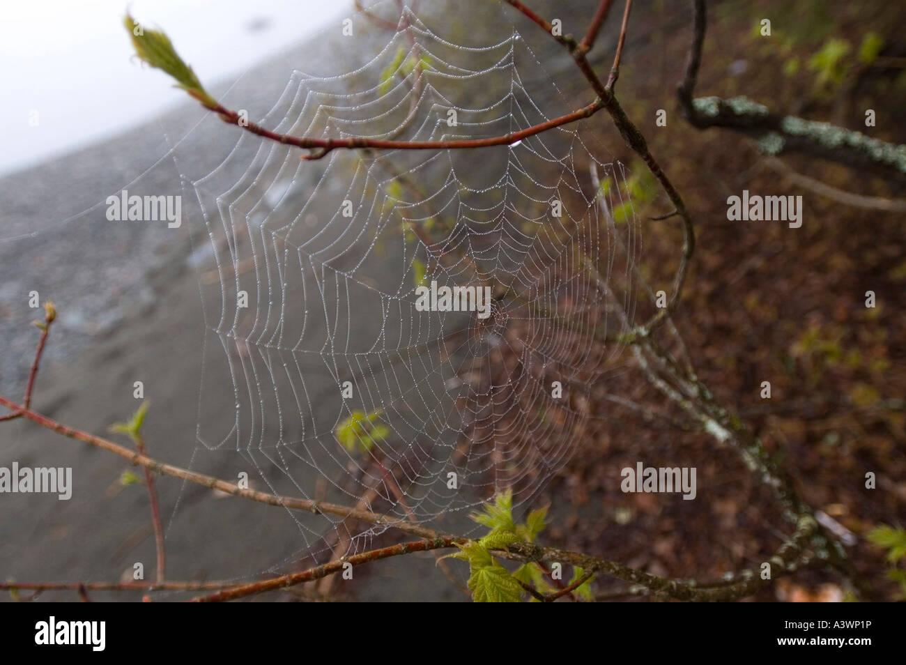 A spider web is hung with drops of dew at Smoky Point in Lake Superior ...