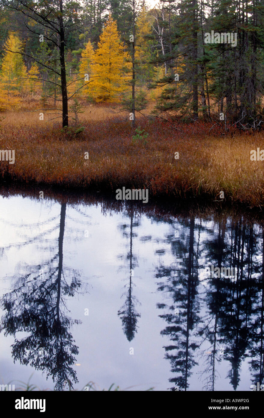 GOLDEN TAMARACKS LINE A POND IN THE SENEY NATIONAL WILDLIFE REFUGE IN ...