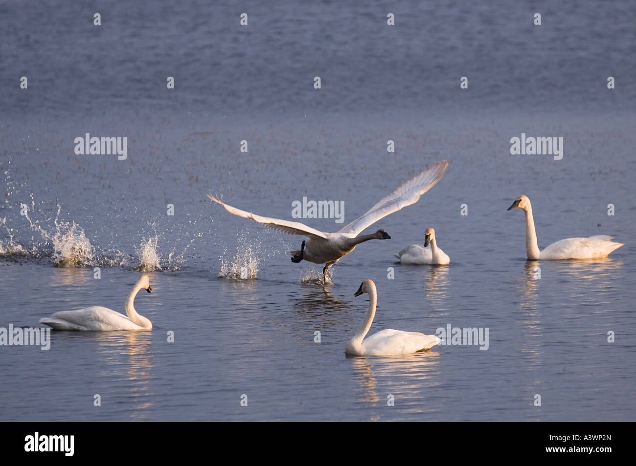 A trumpeter swan takes off from a pond at Seney National Wildlife ...