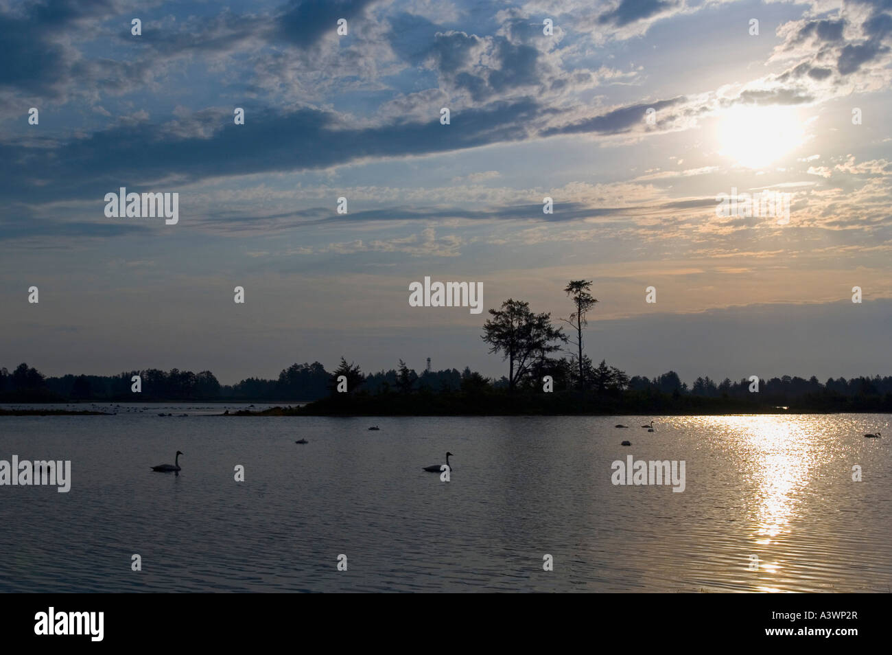 Seney wildlife hi-res stock photography and images - Alamy