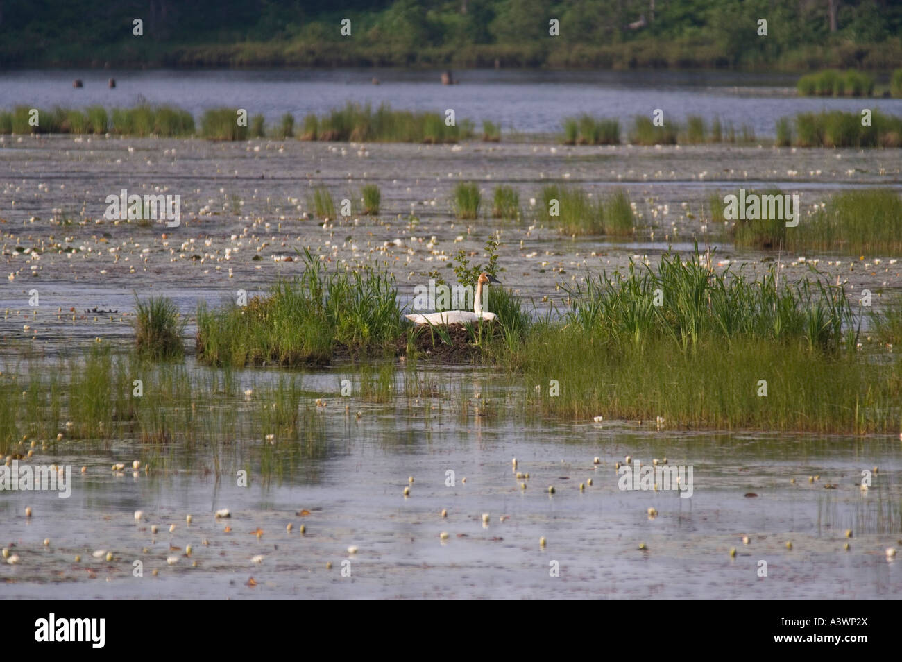 Trumpeter Swan Nest High Resolution Stock Photography and Images - Alamy